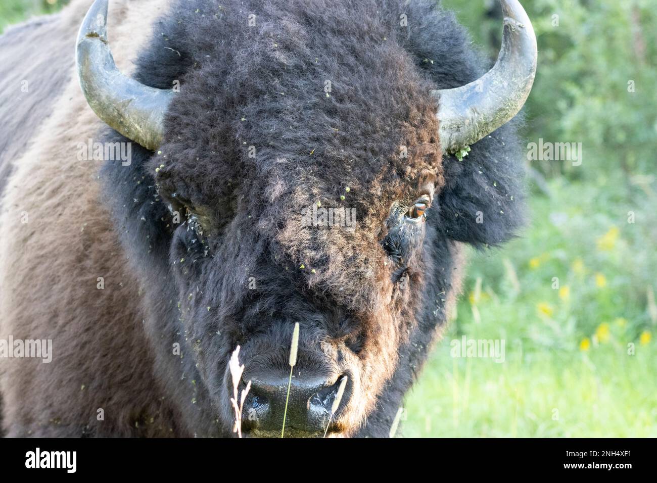 Close up face portrait hi-res stock photography and images - Alamy