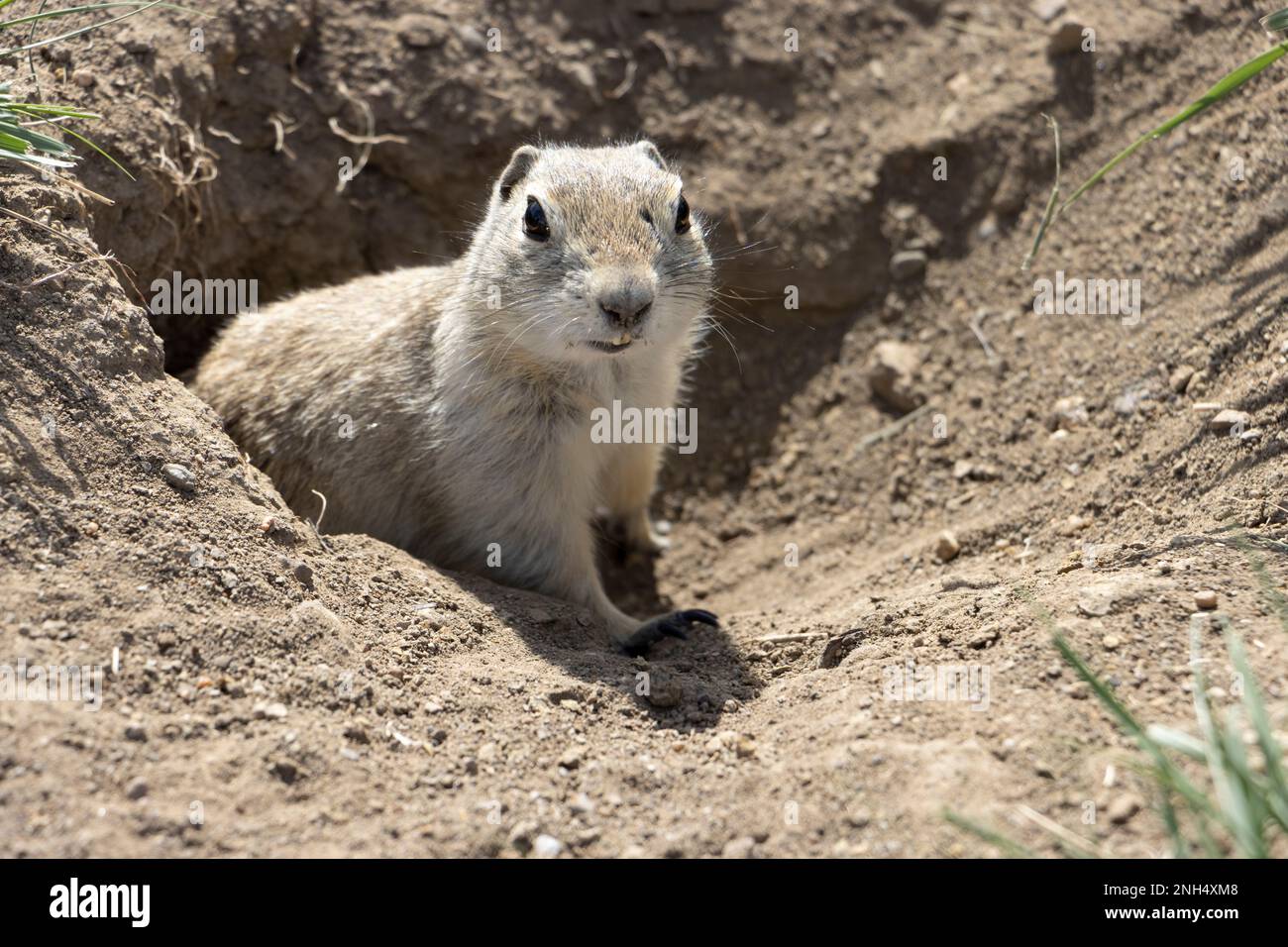 prairie dog poking out of hole in dirt Stock Photo - Alamy