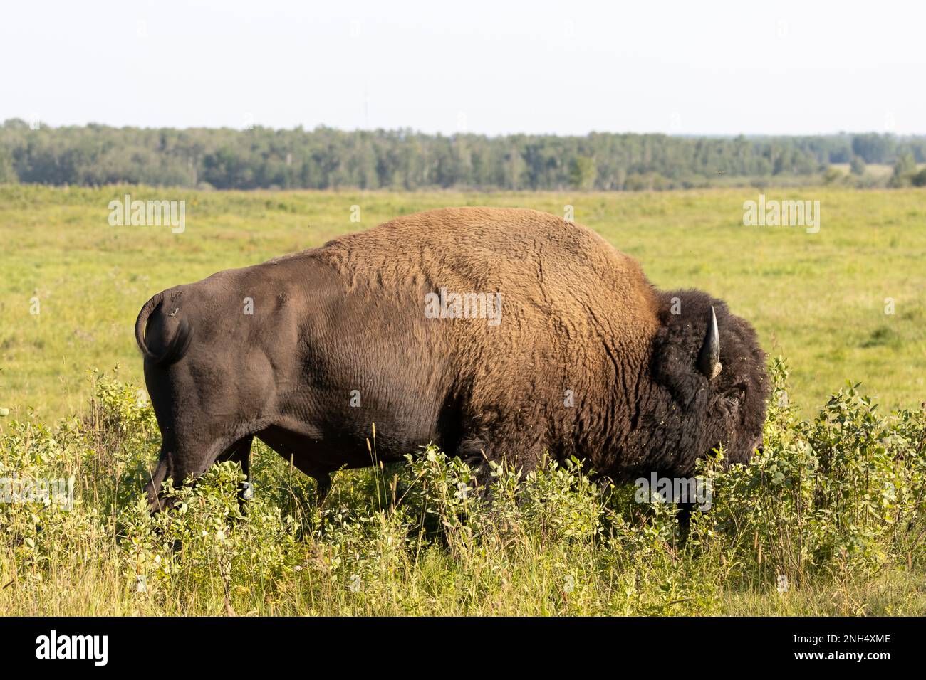 Large bison in grassy hi-res stock photography and images - Alamy