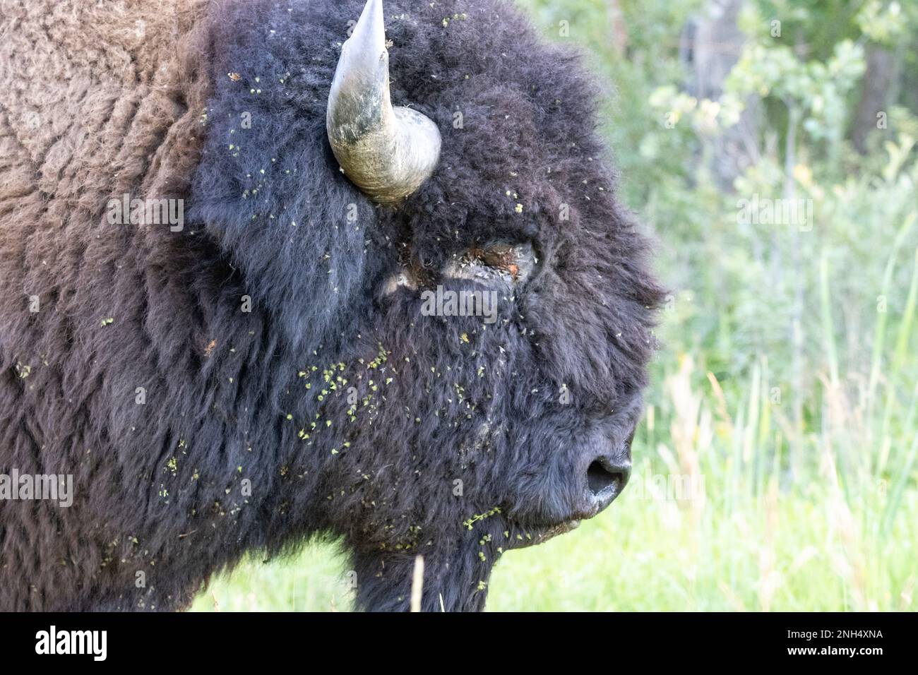 close up side portrait of bison with missing eye Stock Photo - Alamy