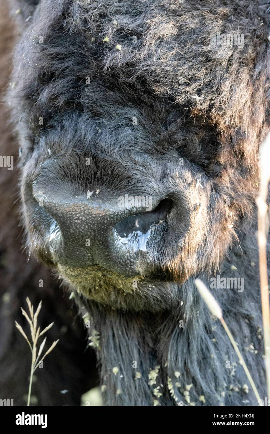 bison nose close up Stock Photo - Alamy bison nose close up Stock Photo - Alamy
