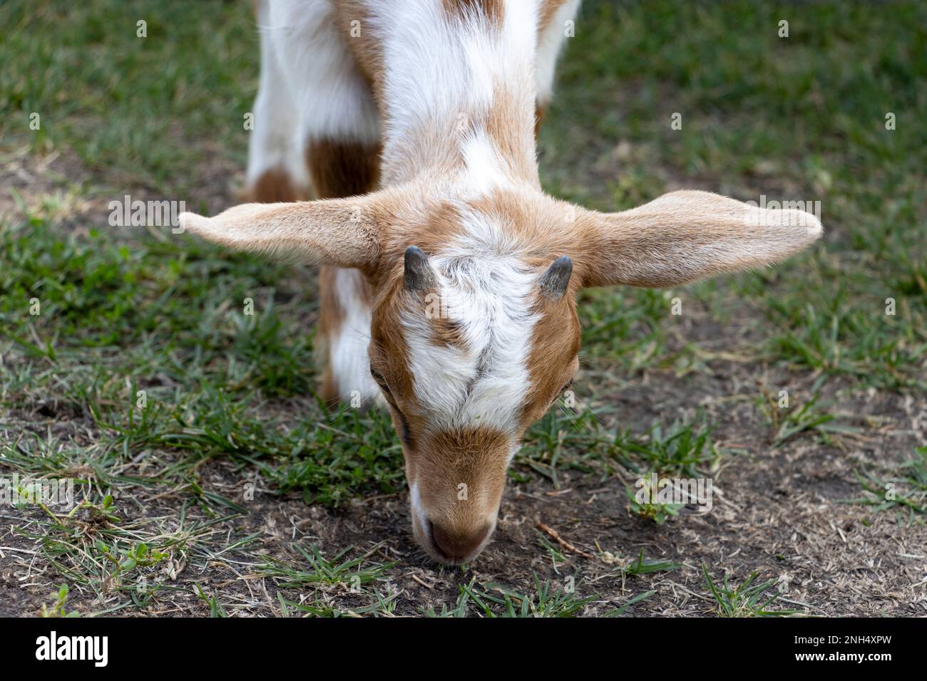 curious goat playing in grass Stock Photo - Alamy