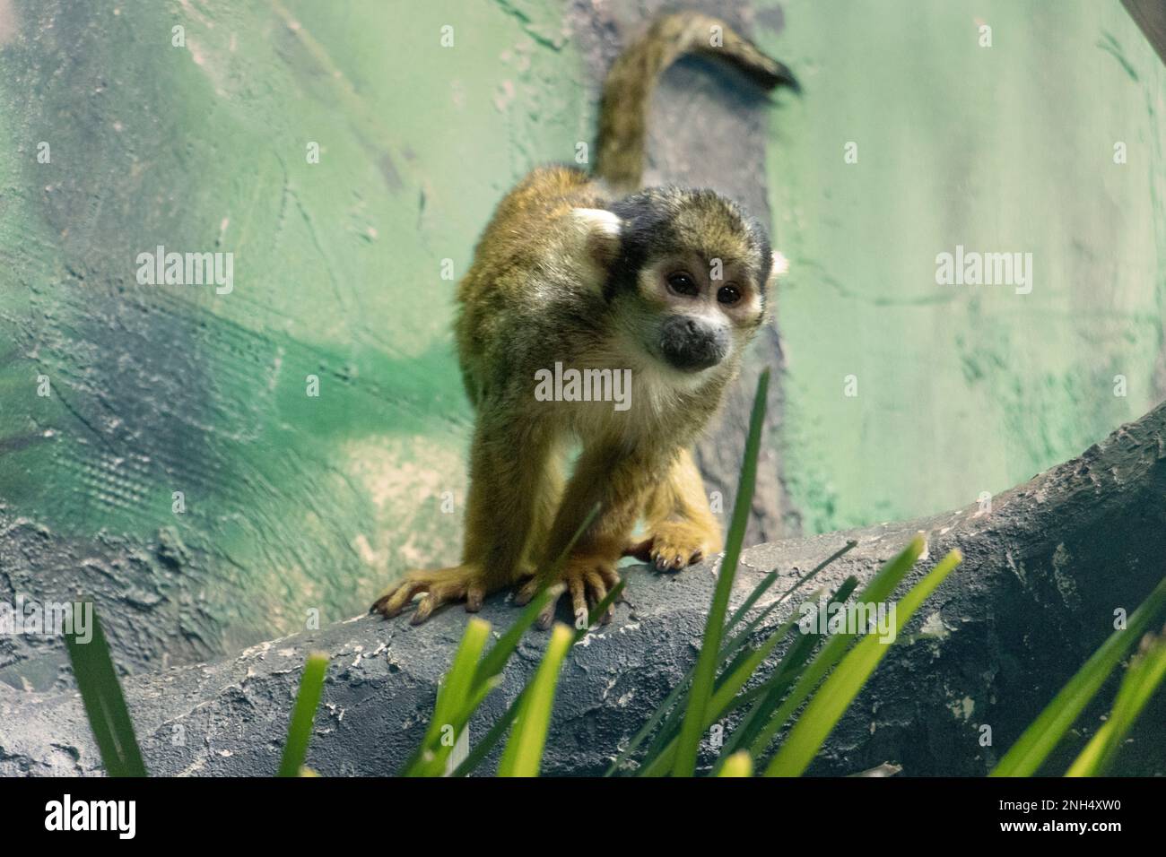 small adorable monkey at the zoo Stock Photo - Alamy