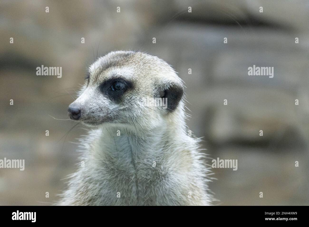 Meerkat face hi-res stock photography and images - Alamy