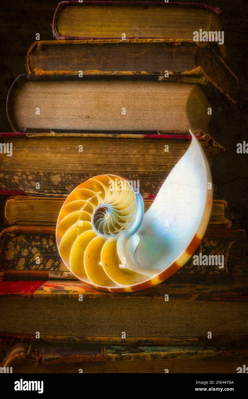 Nautilus Shell And Stacked Old Books Still Life Stock Photo - Alamy