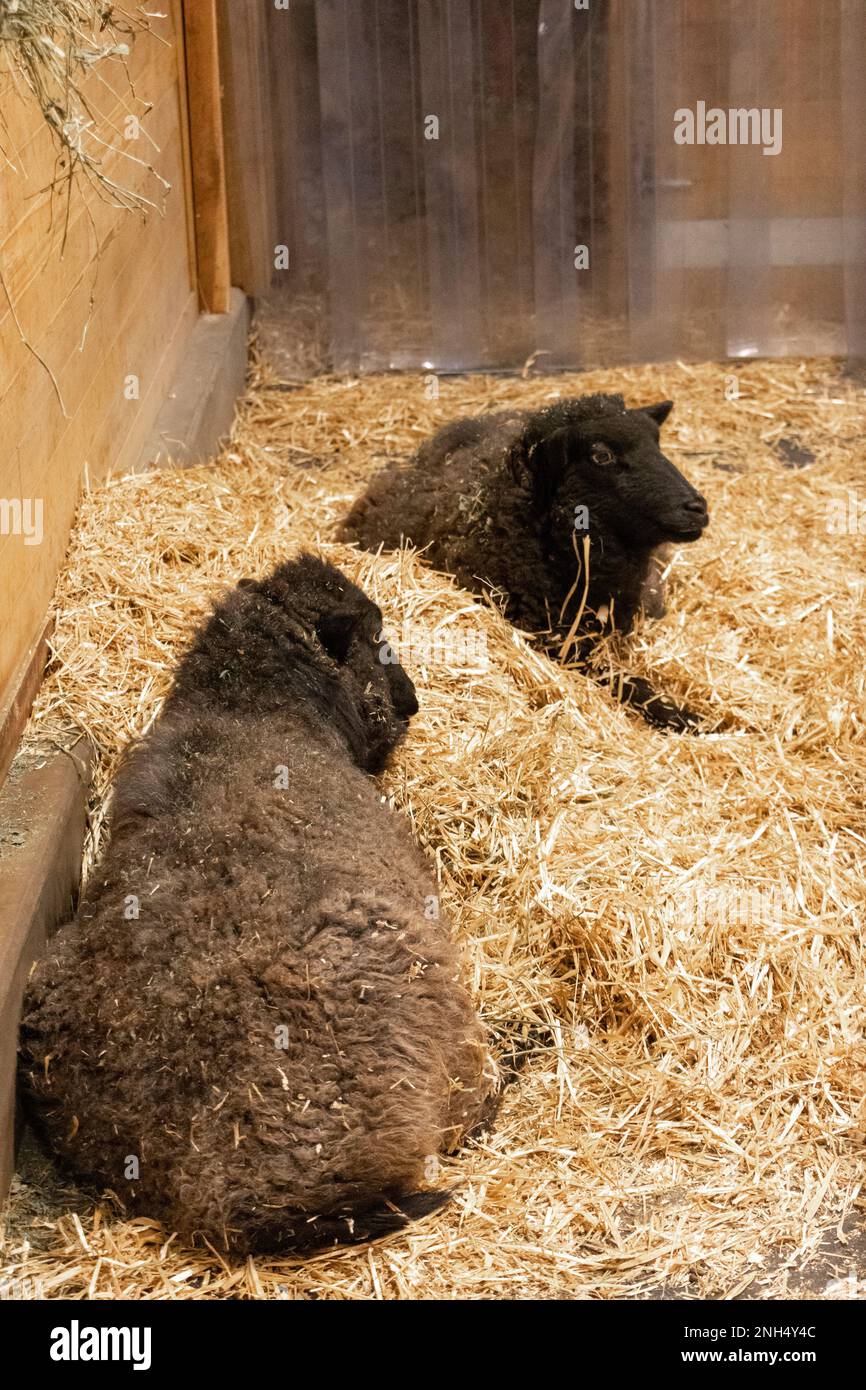 sheep laying in barn Stock Photo - Alamy