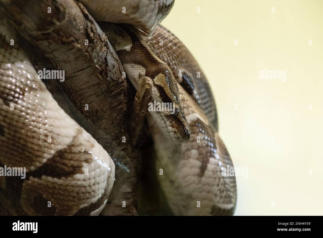 Curled around hi-res stock photography and images - Alamy