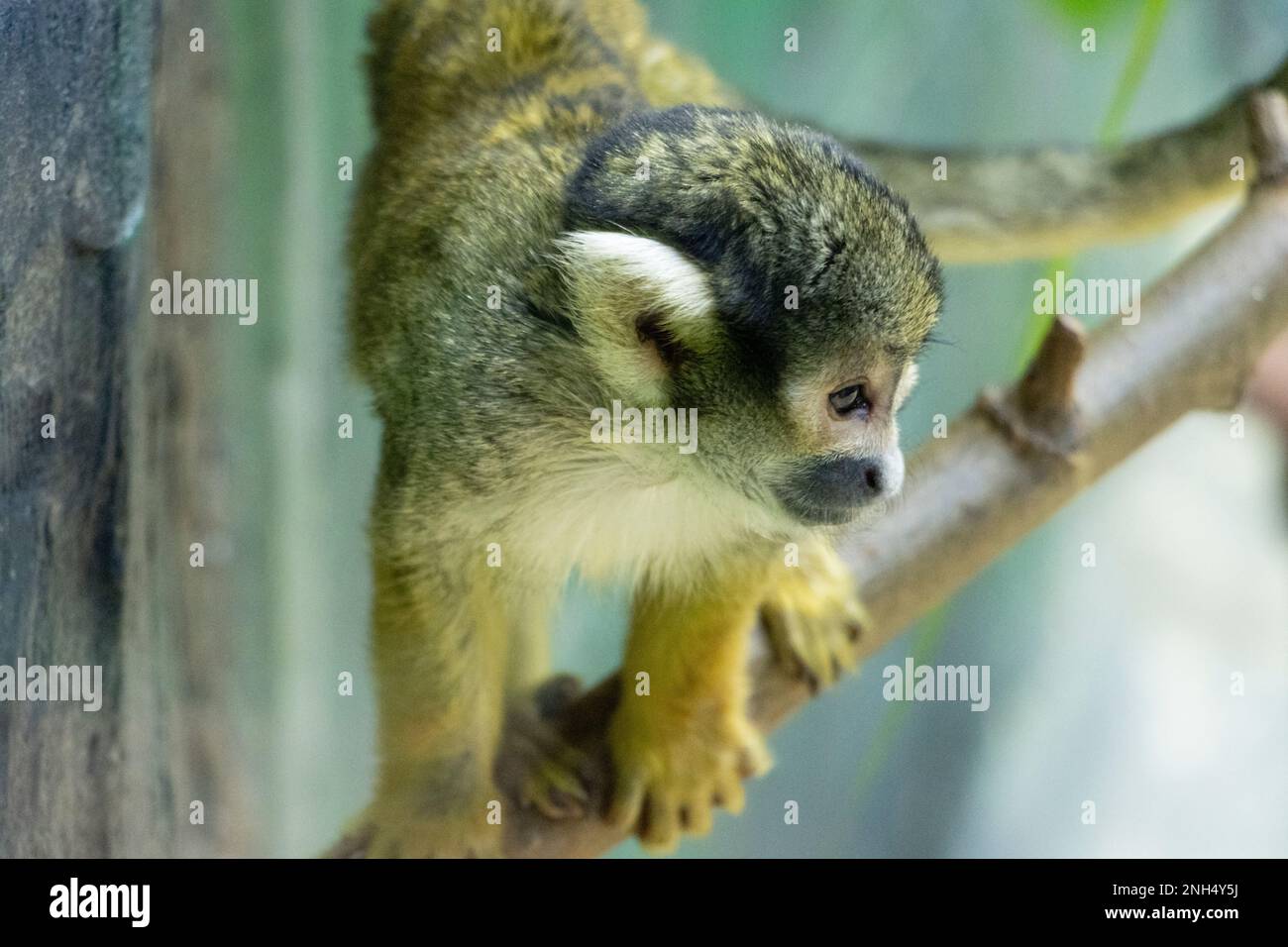 small adorable monkey at the zoo Stock Photo - Alamy