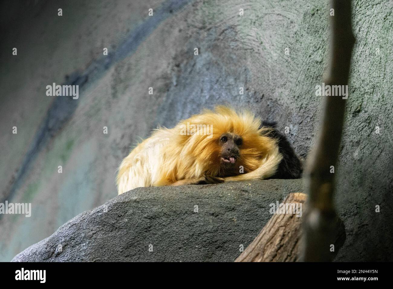small adorable monkey at the zoo Stock Photo - Alamy