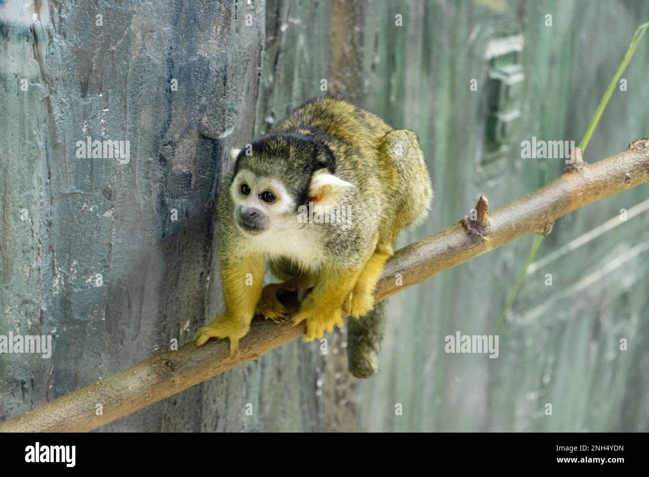 squirrel monkey walking on branch at the zoo Stock Photo - Alamy