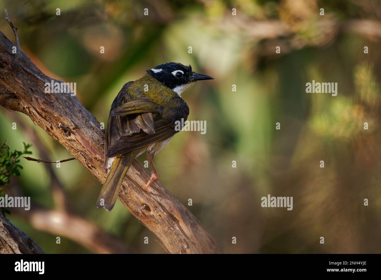 Gilbert's or Swan River or Western White-naped honeyeater ...