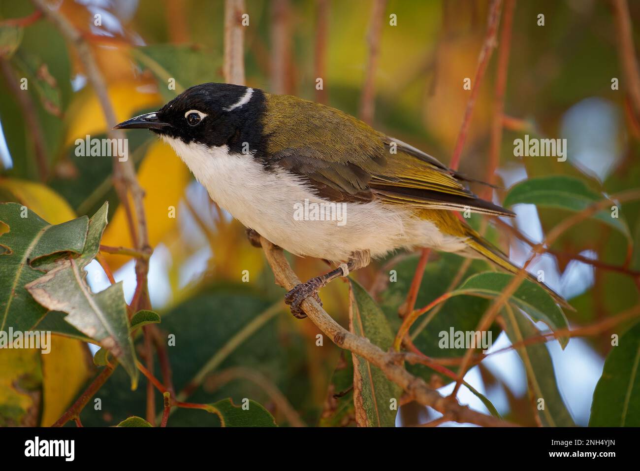 Gilberts honeyeater hi-res stock photography and images - Alamy