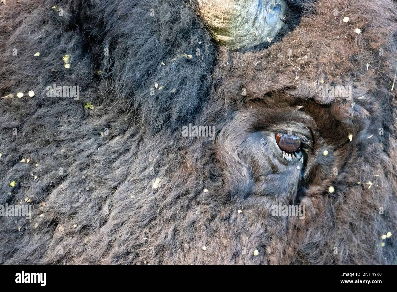 Close up of bison hi-res stock photography and images - Alamy