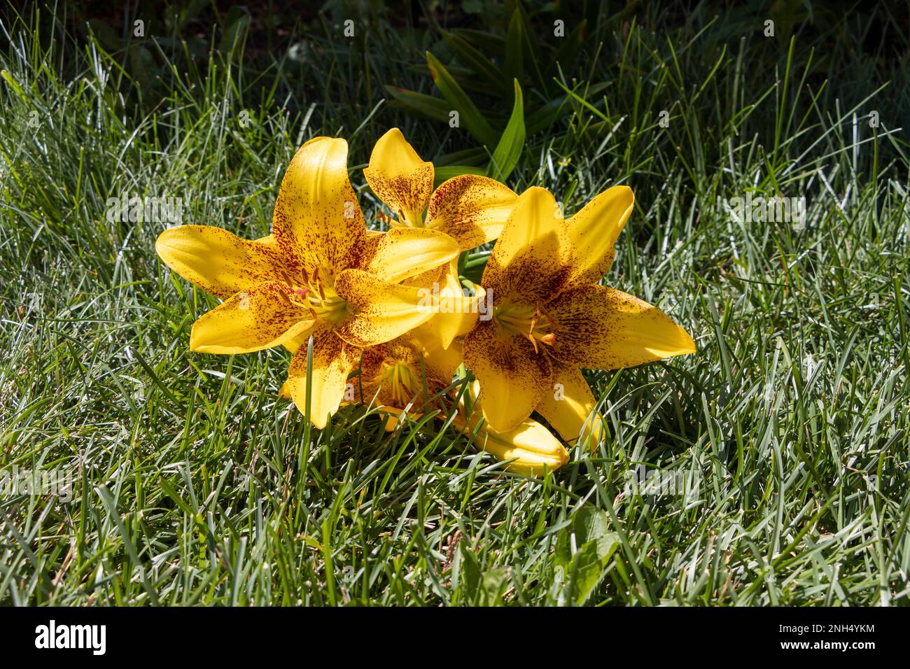 yellow lilies too heavy for stem fallen over into grass Stock Photo - Alamy