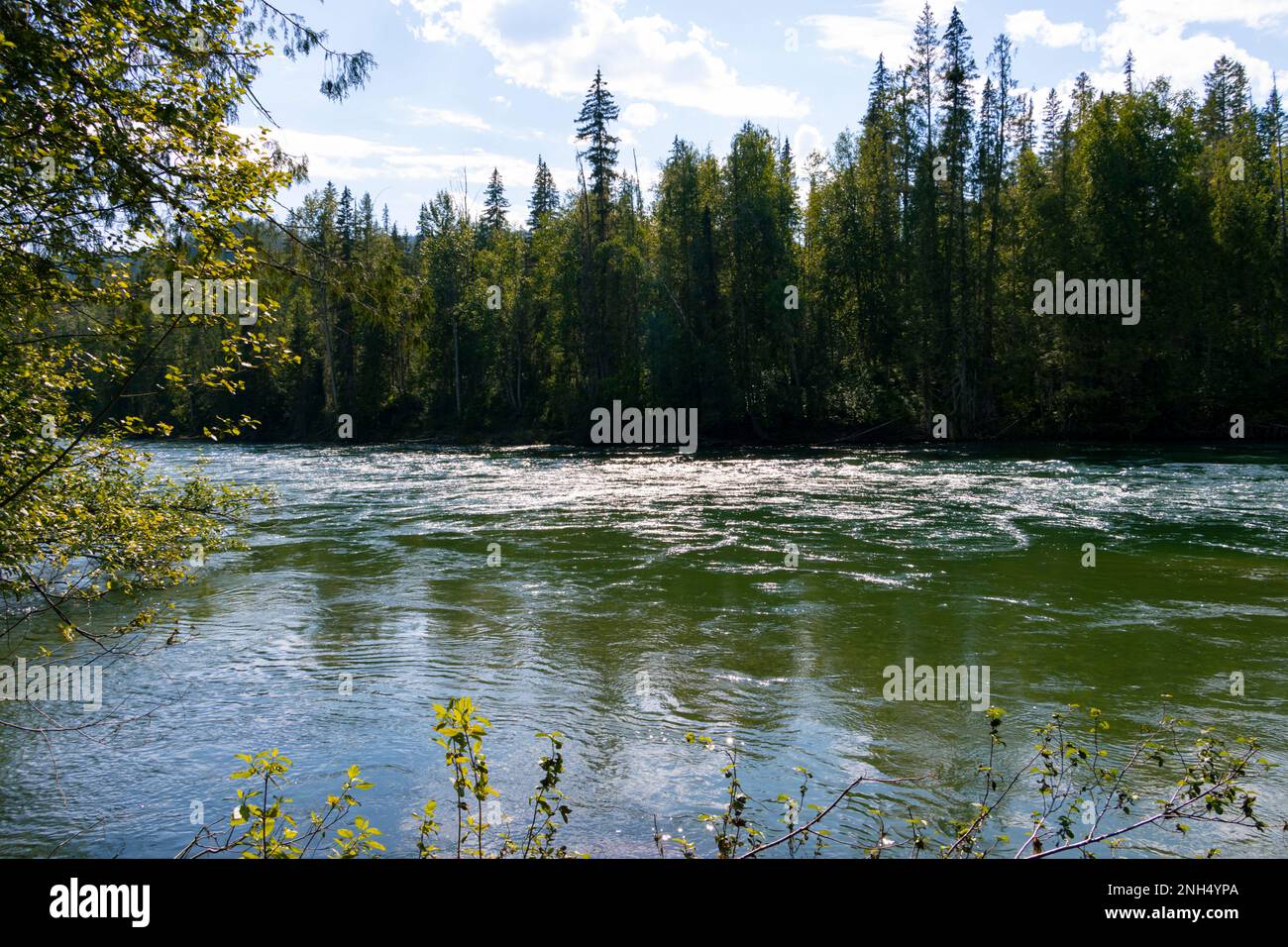 Bc forest hi-res stock photography and images - Alamy