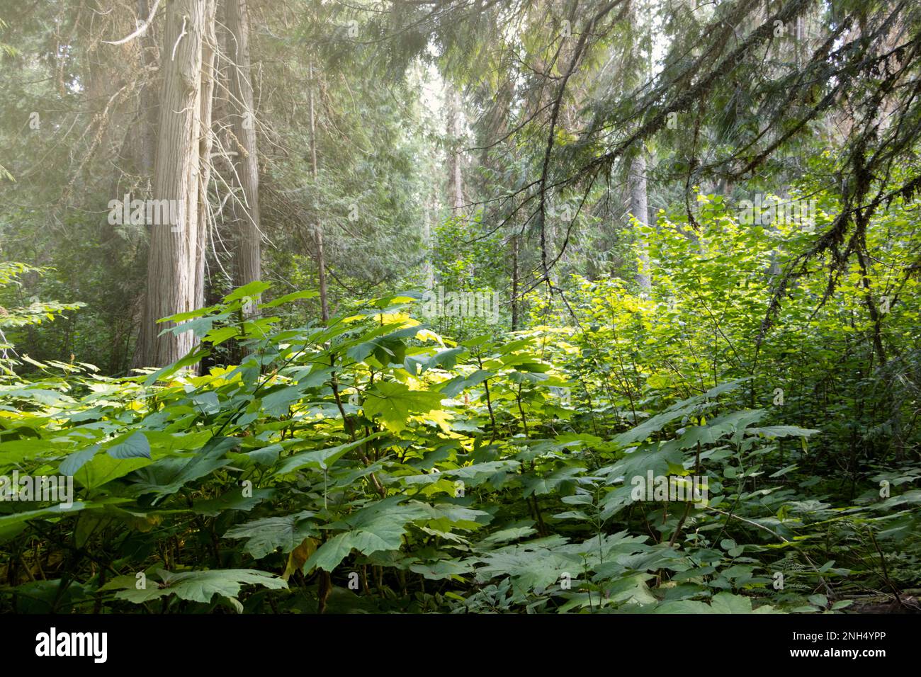 Rainforest fern floor hi-res stock photography and images - Alamy