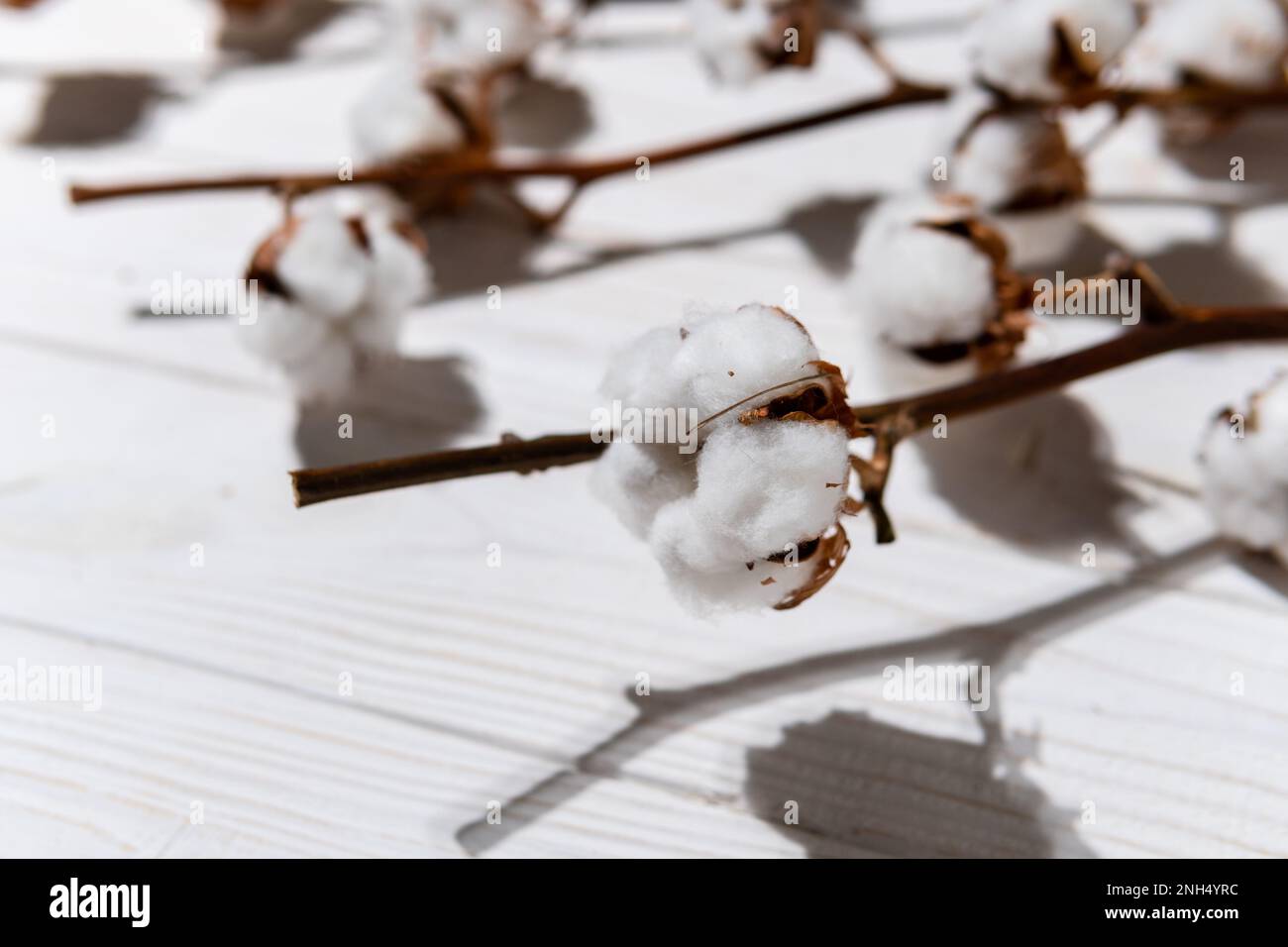 Cotton branch with dry flowers, close up. Concept of eco friendly ...