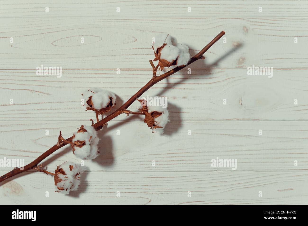 Cotton branch with dry flowers, close up. Concept of eco friendly ...