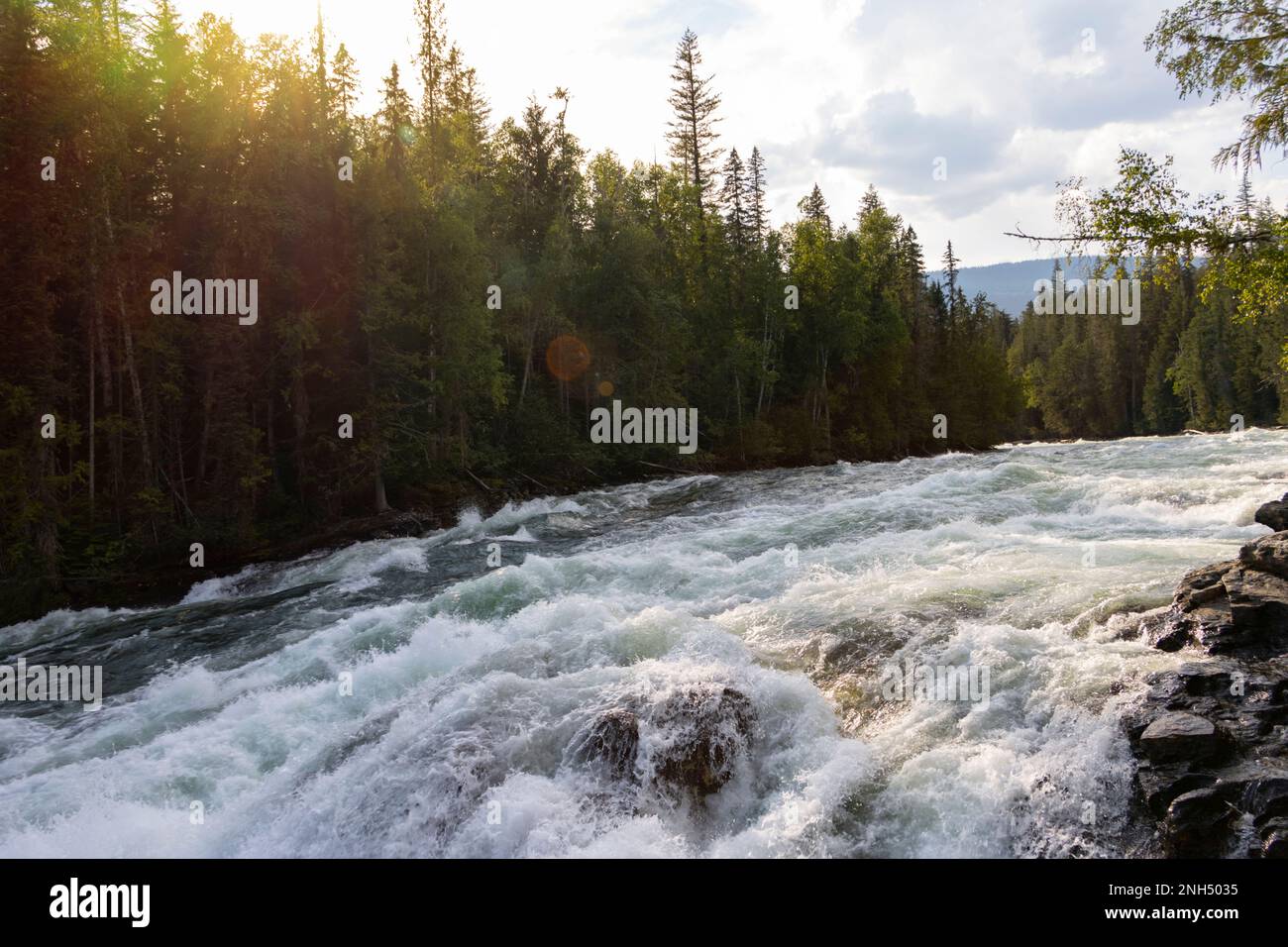 Bc forest hi-res stock photography and images - Alamy