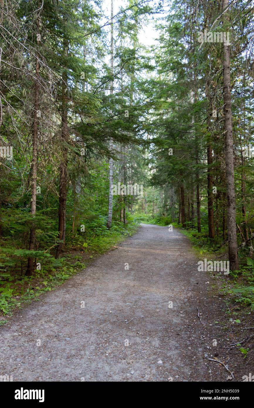Moving through beautiful summer forest hi-res stock photography and ...