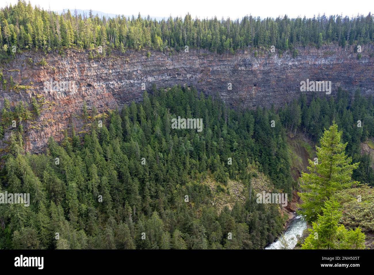 Massive fern hi-res stock photography and images - Alamy