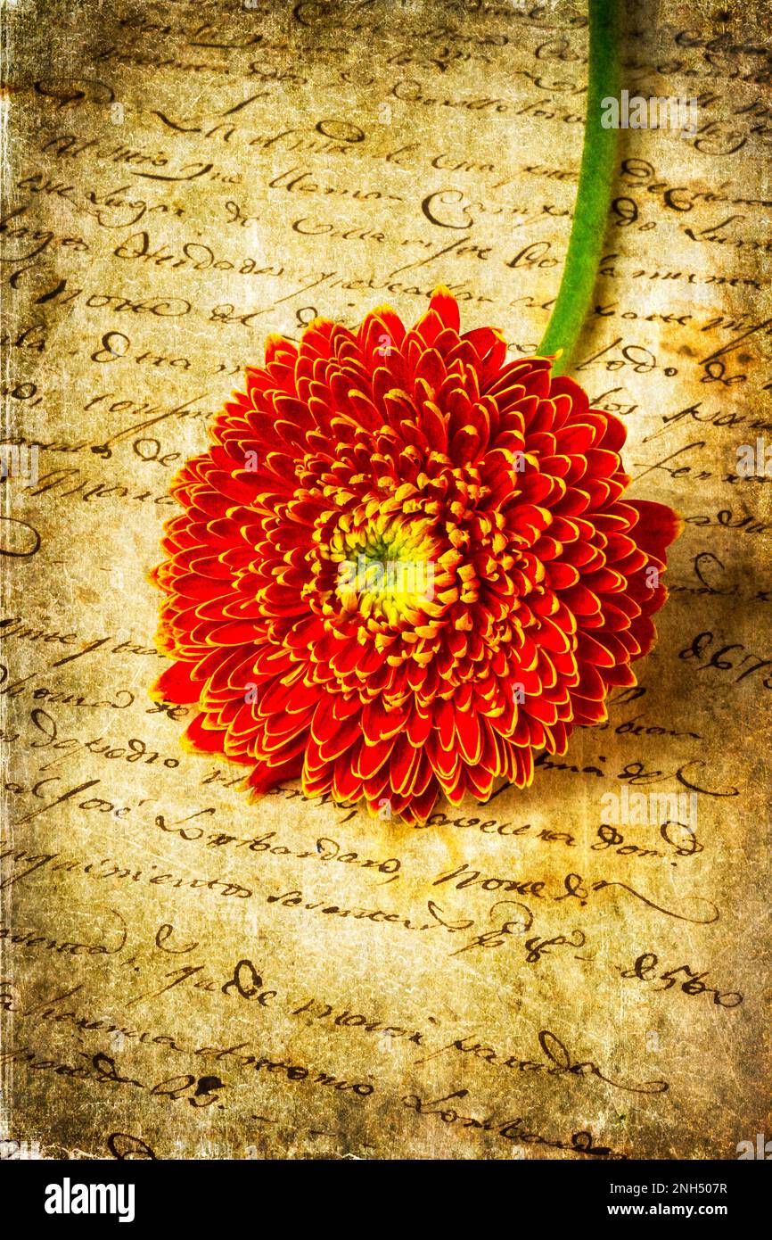 Daisy letter hi-res stock photography and images - Alamy