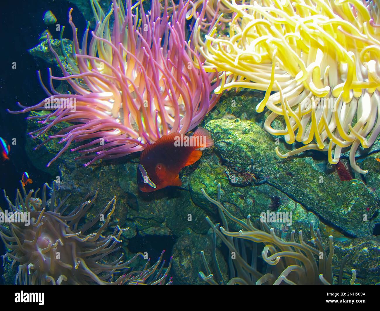 Brightly colored fish in front of a coral reef in a saltwater tank ...