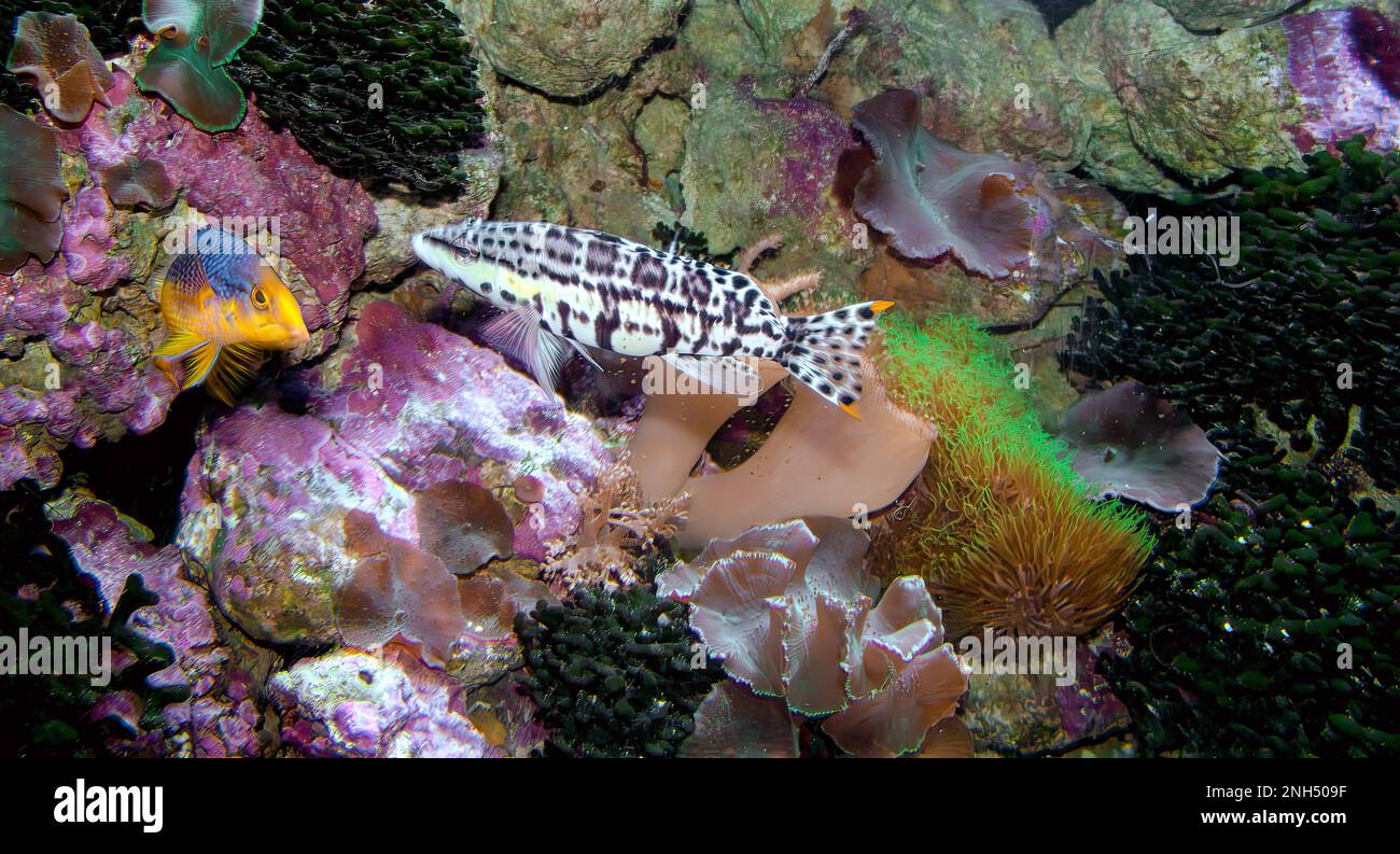 Close up on saltwater fish tank with coral reefs and fish Stock Photo ...