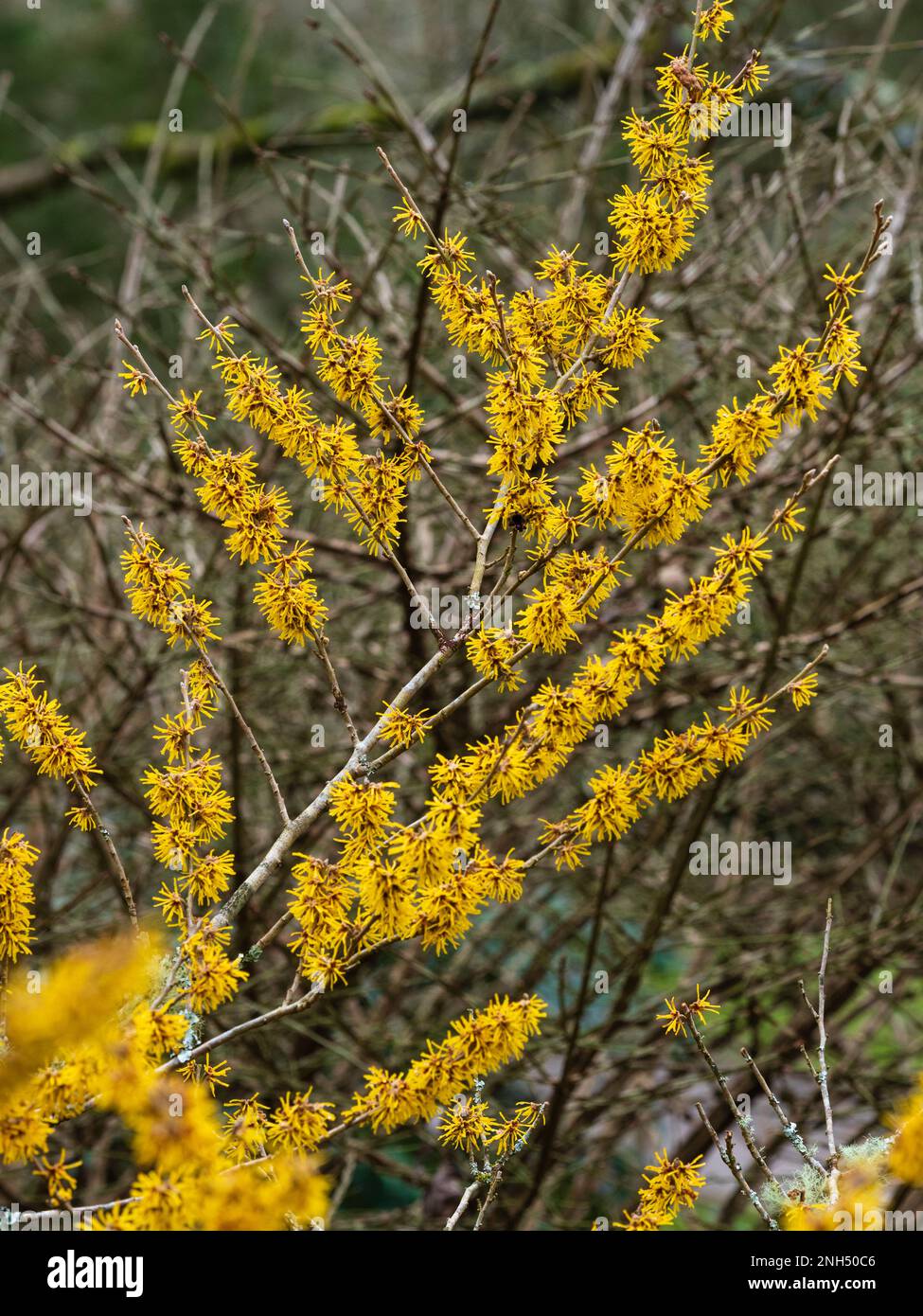 Spidery winter flowers of the fragrant hardy deciduous shrub, Hamamelis ...