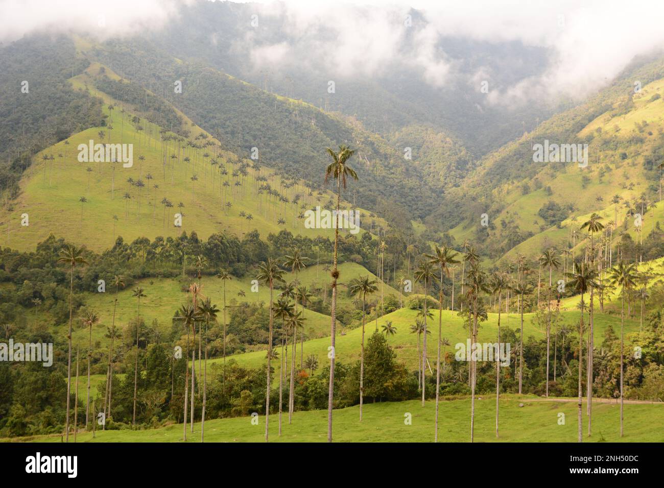 View of Cocora valley. Los Nevados Natural National Park. Quindio ...