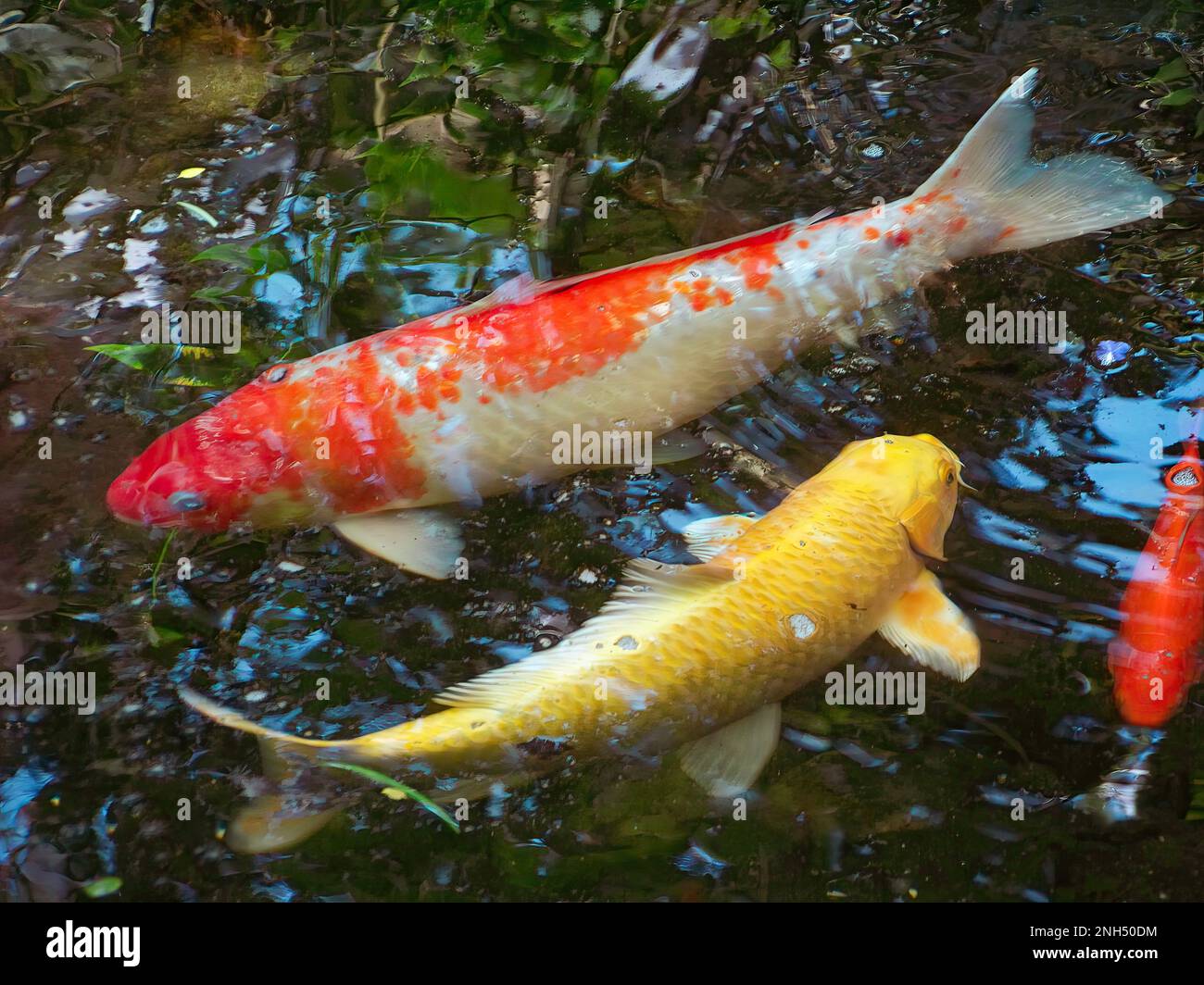 Colorful Koi fish swimming in a pond; Koi are yellow, orange, and white Stock Photo - Alamy