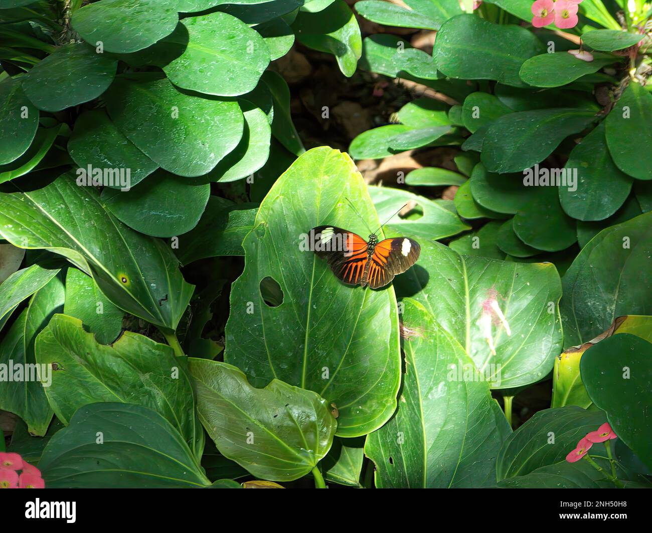Closeup on a butterfly resting on a plant in a butterfly conservatory ...