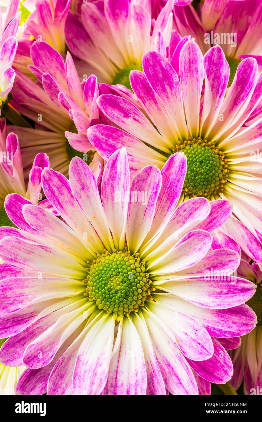 Red white pom poms hi-res stock photography and images - Alamy