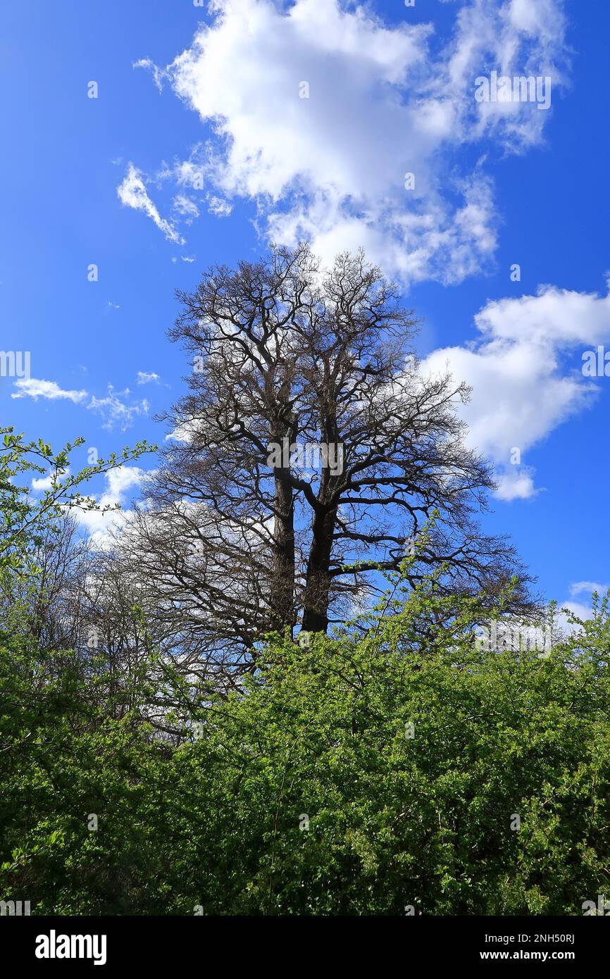 A tall Ash tree with bare branches under a blue cloudy sky Stock Photo ...