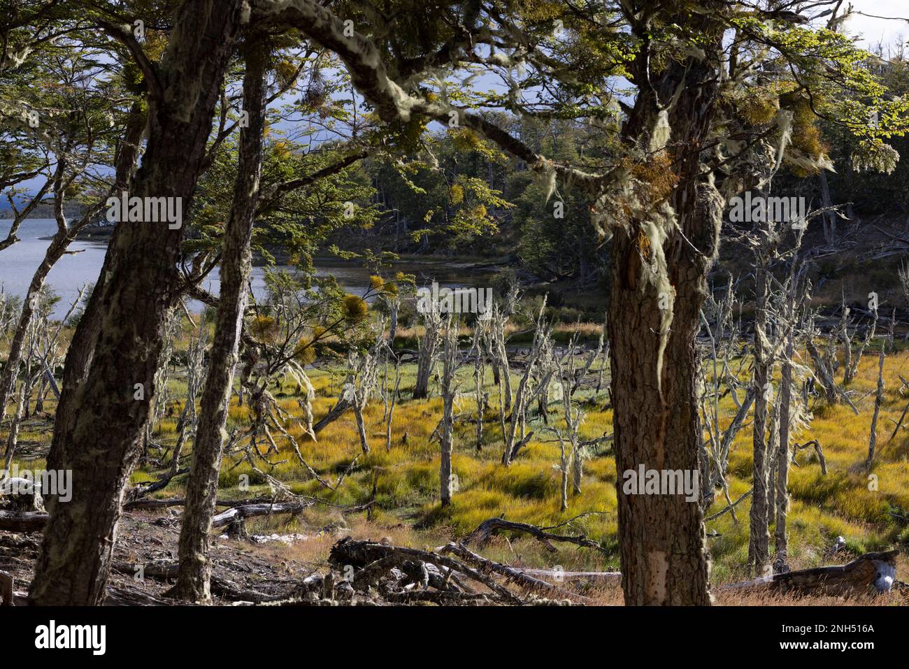 RESERVA PROVINCIAL LAGUNA NEGRA at Fagnano Lake near Tolhuin, Argentina ...