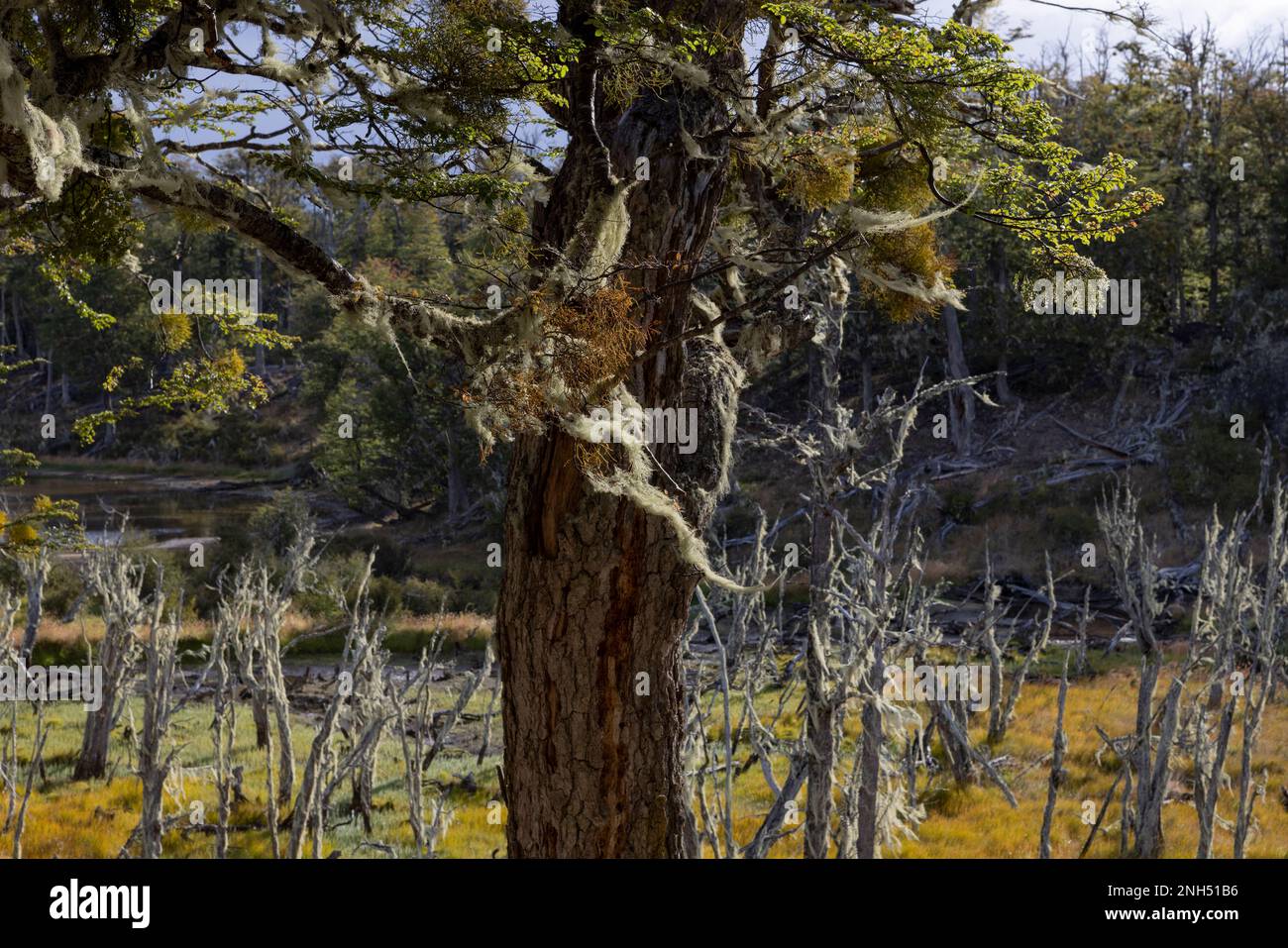 RESERVA PROVINCIAL LAGUNA NEGRA at Fagnano Lake near Tolhuin, Argentina ...