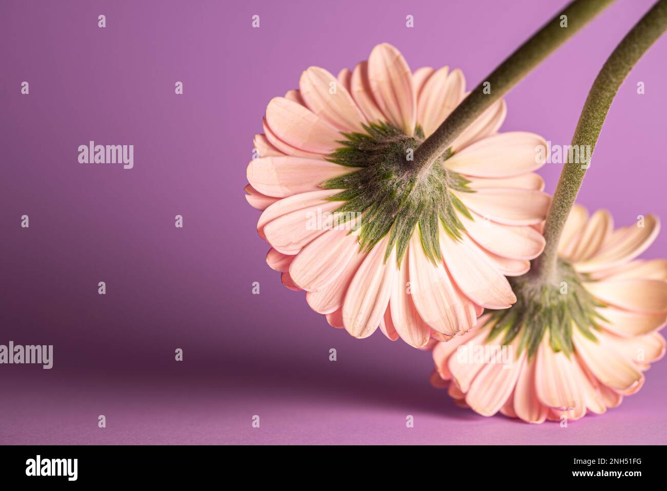 Gerbera flower on color background. The genus was named in honour of ...