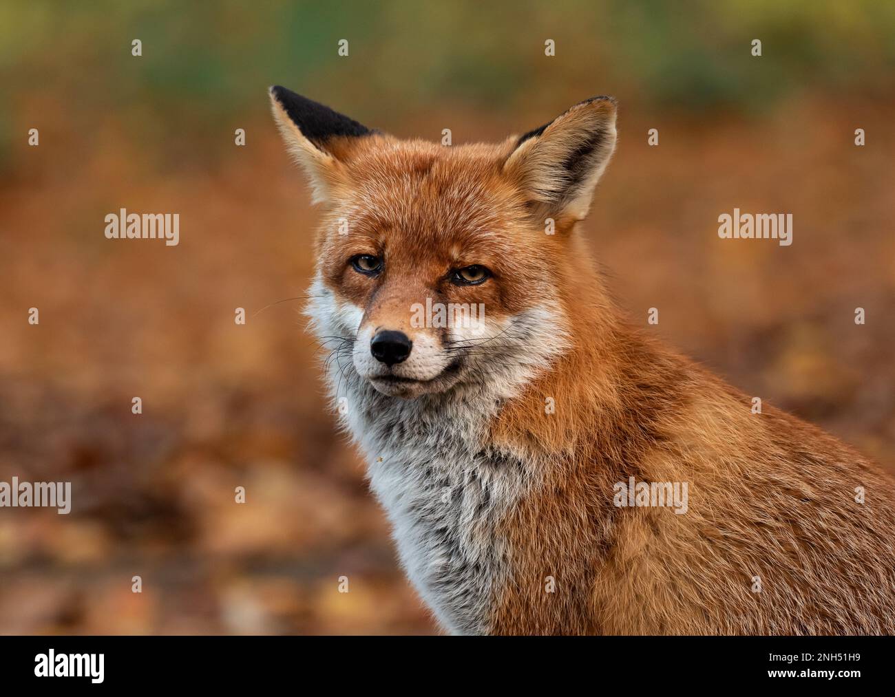 Male red fox germany hi-res stock photography and images - Alamy