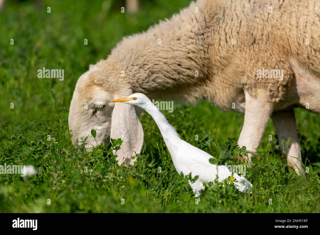 Animals in harmony hi-res stock photography and images - Alamy