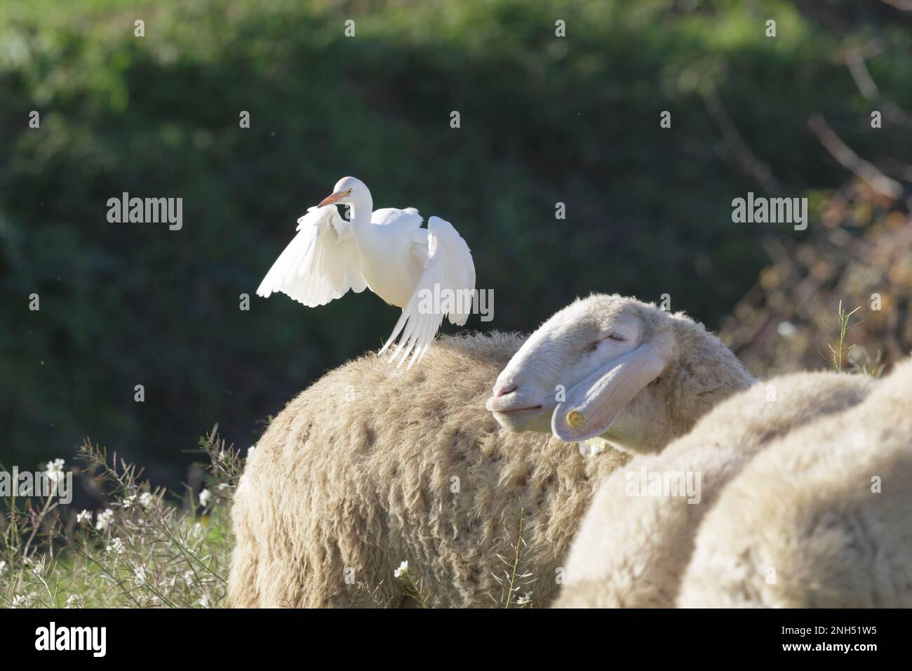 Animals in harmony hi-res stock photography and images - Alamy