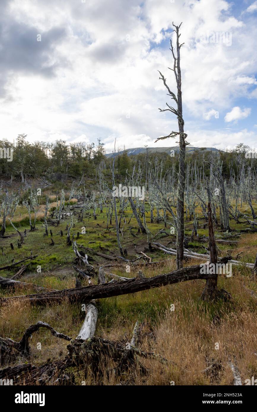 RESERVA PROVINCIAL LAGUNA NEGRA at Fagnano Lake near Tolhuin, Argentina ...