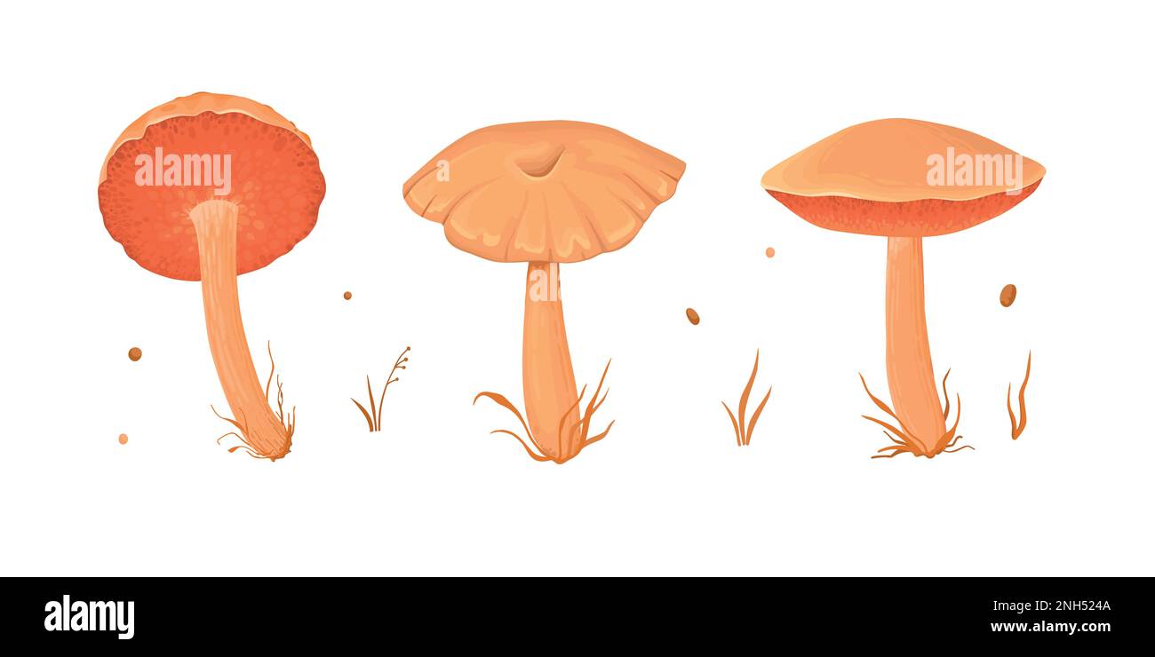 Collection of different realistic edible mushrooms in colorful style ...