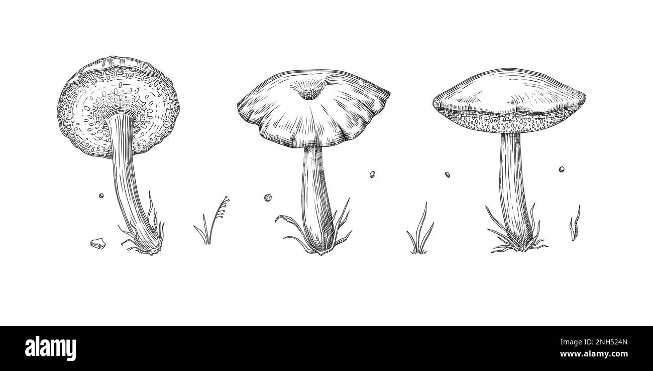 Collection of different realistic edible mushrooms in monochrome style ...