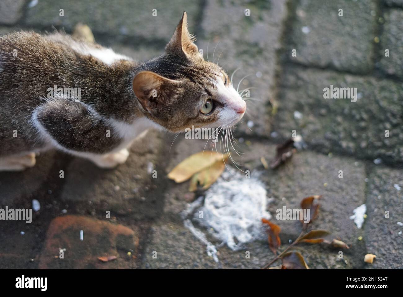African wildcat kitten hi-res stock photography and images - Alamy