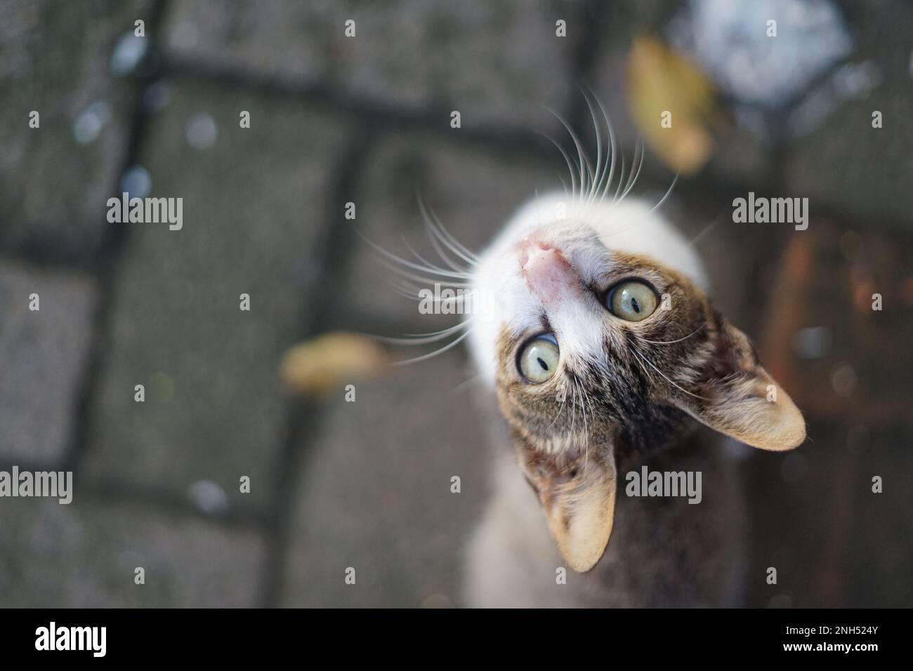 African wildcat kitten hi-res stock photography and images - Alamy