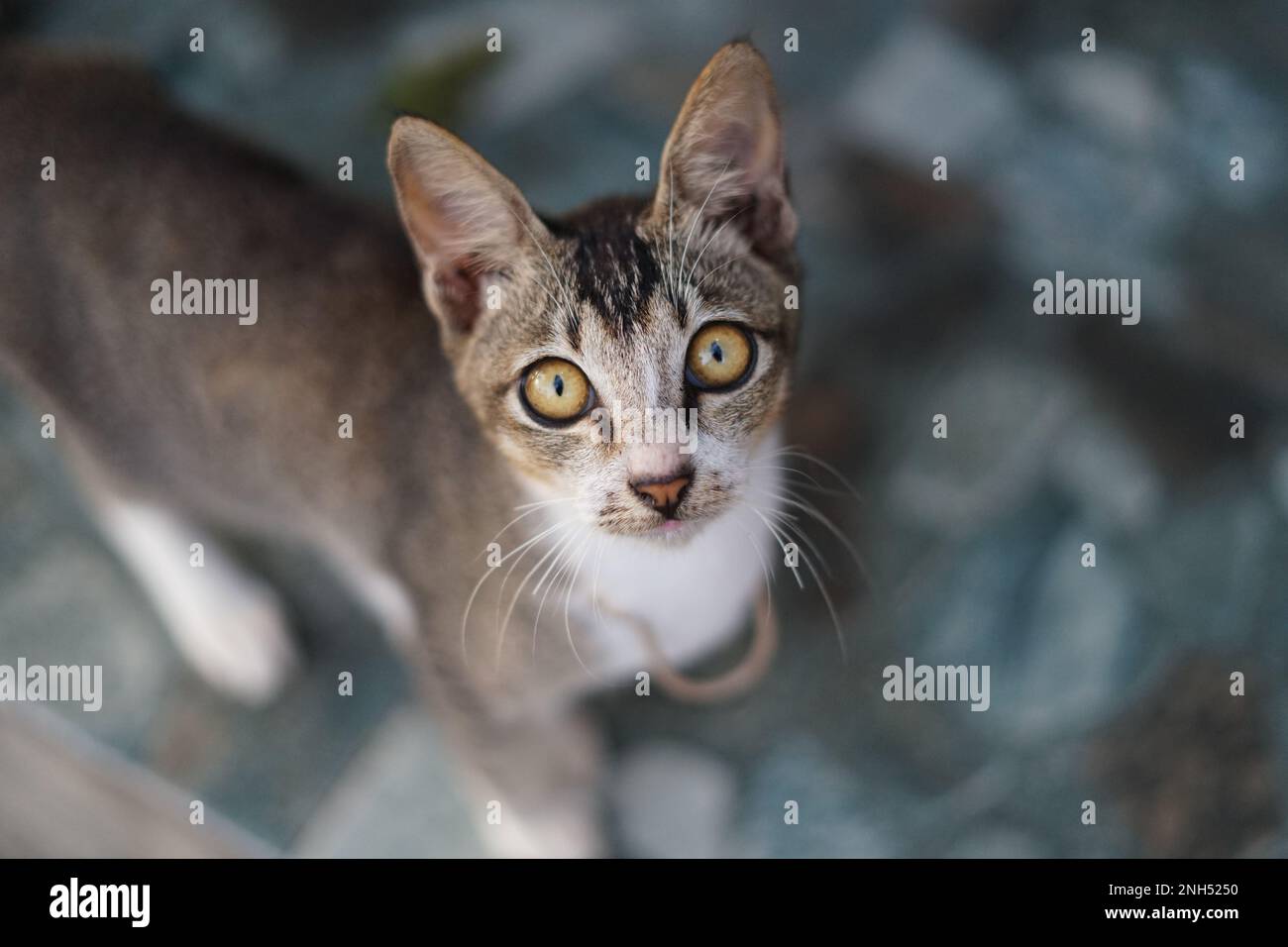 African wildcat kitten hi-res stock photography and images - Alamy