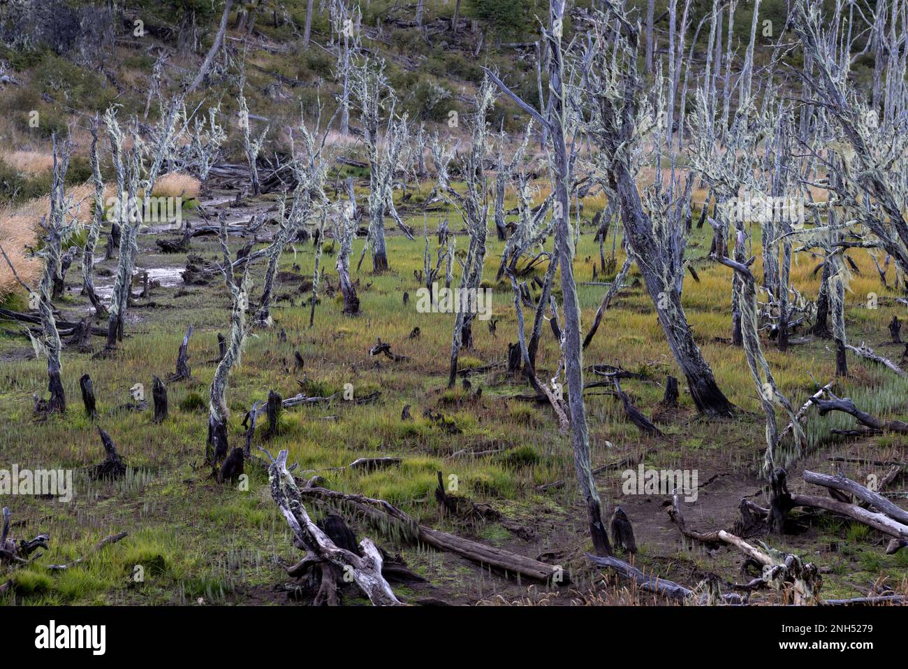 RESERVA PROVINCIAL LAGUNA NEGRA at Fagnano Lake near Tolhuin, Argentina ...