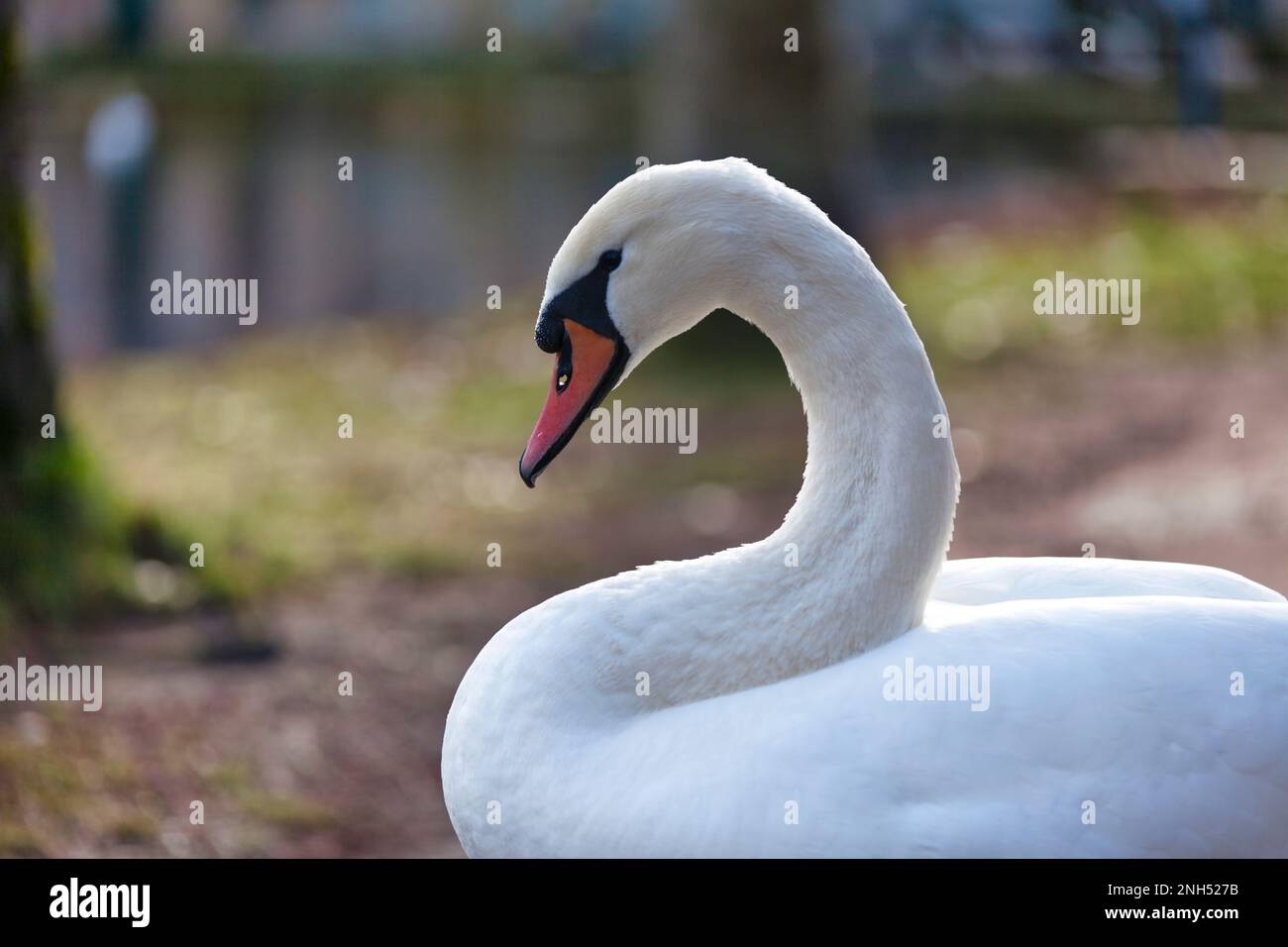 Close up swan head in hi-res stock photography and images - Alamy