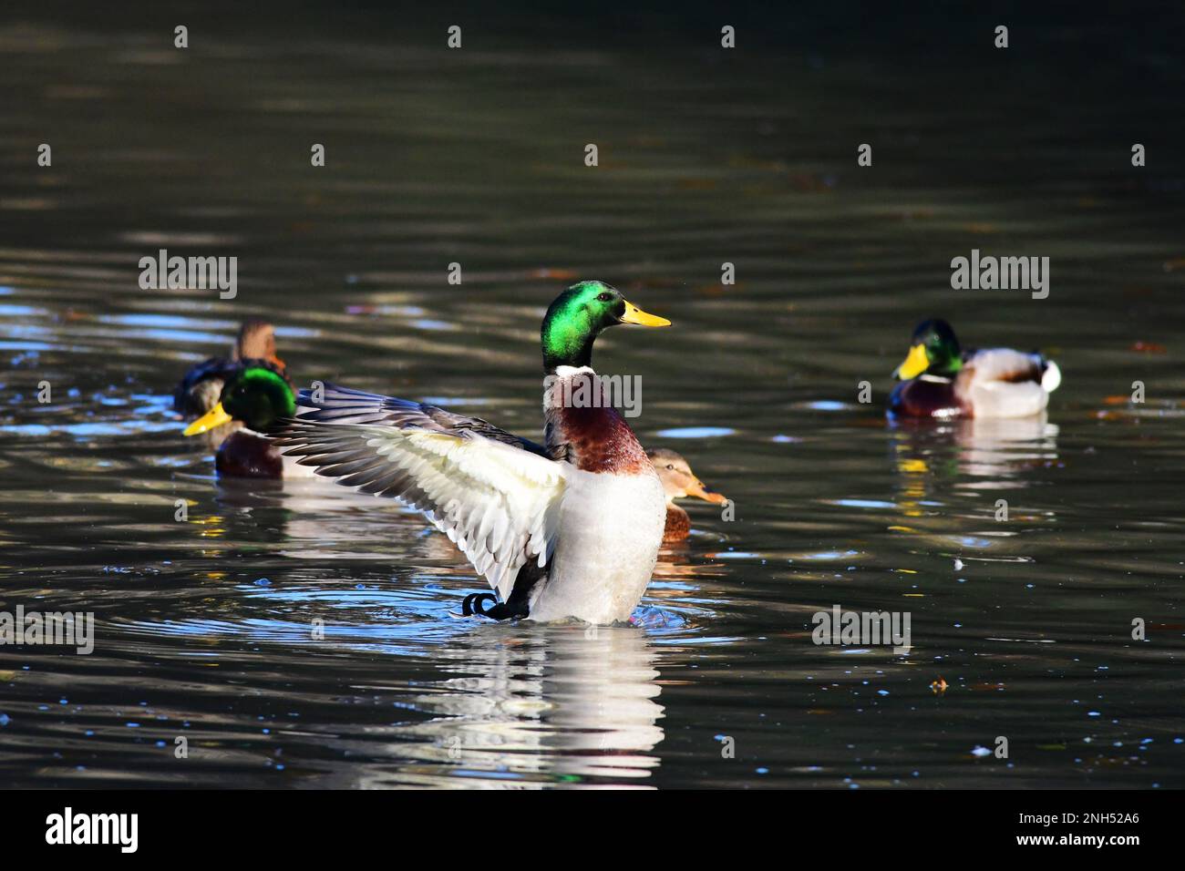 Mallard ducks Anas platyrhynchos wild duck Stock Photo - Alamy