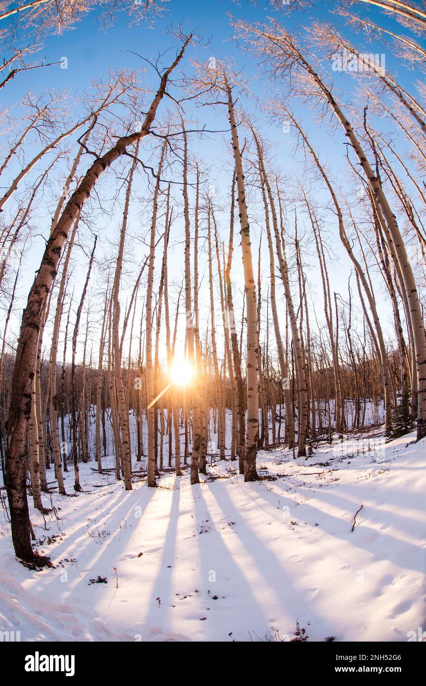 Aspen colorado winter snow trees hi-res stock photography and images ...